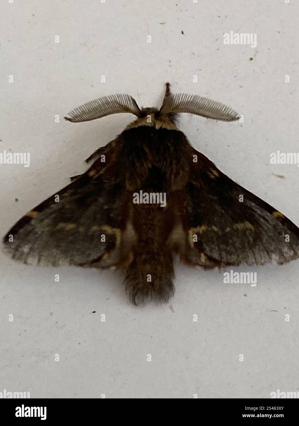 December Moth (Poecilocampa populi Stock Photo - Alamy