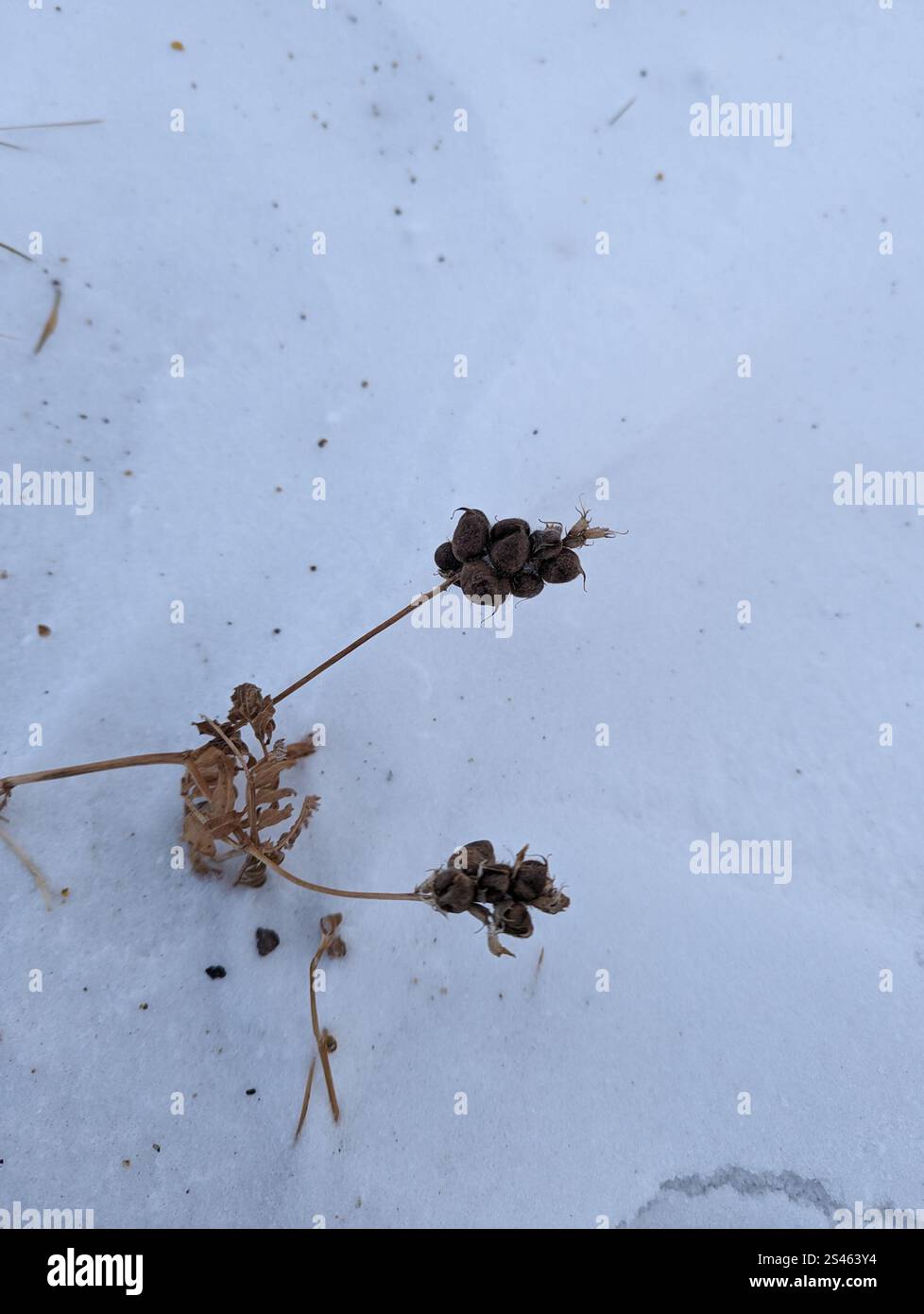 Chickpea Milkvetch (Astragalus cicer Stock Photo - Alamy