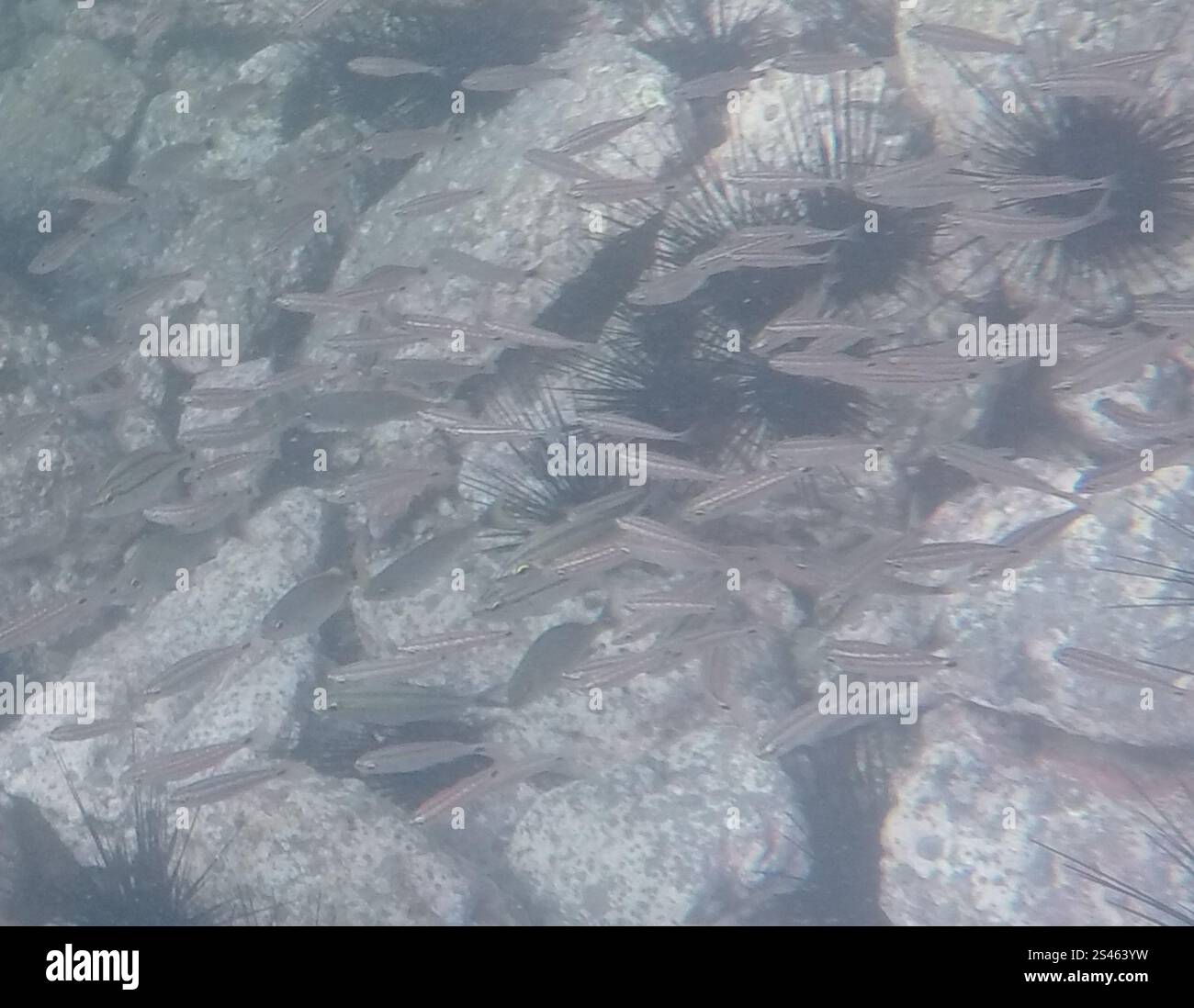 Ray-finned Fishes (Actinopterygii Stock Photo - Alamy