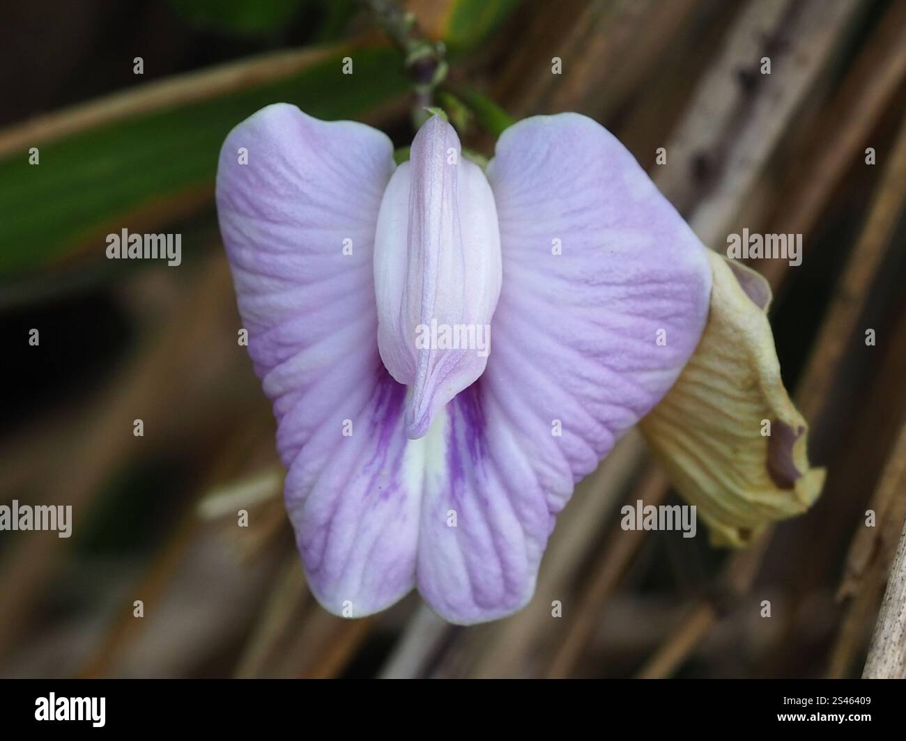 Sentro (Centrosema pubescens Stock Photo - Alamy