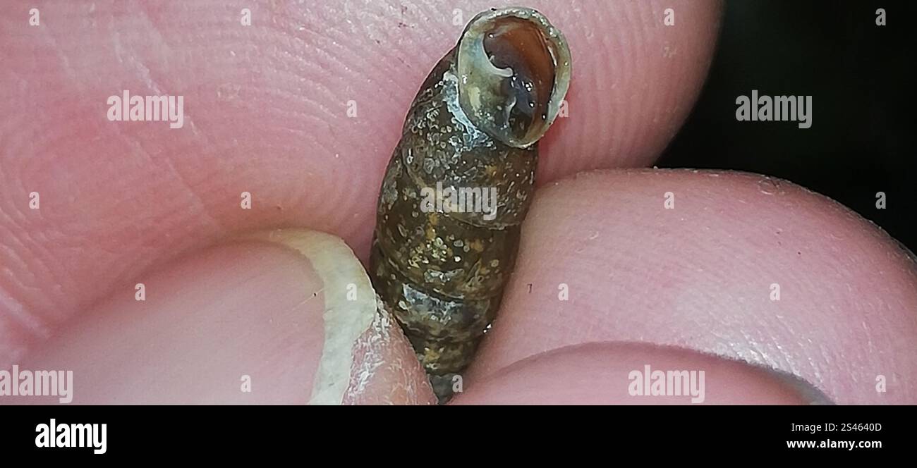 Plaited Door-snail (Cochlodina laminata Stock Photo - Alamy