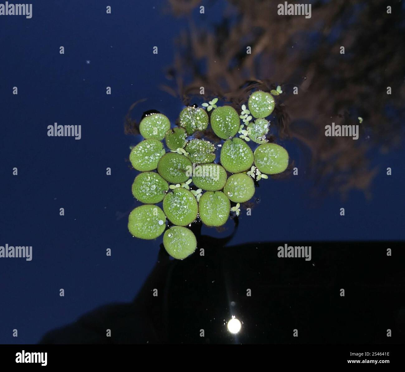 water spangles (Salvinia minima Stock Photo - Alamy