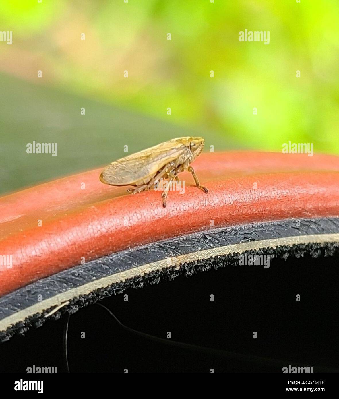 Meadow Spittlebug (Philaenus spumarius Stock Photo - Alamy