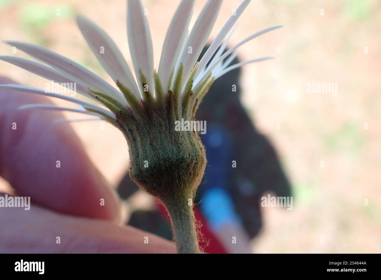 Butter Gerbera (Gerbera ambigua Stock Photo - Alamy