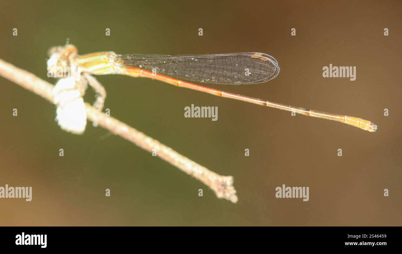 Narrow-winged Damselflies (Coenagrionidae Stock Photo - Alamy