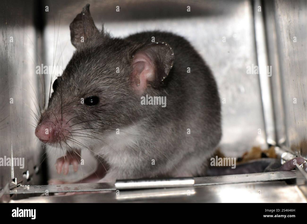 Long-tailed Pouched Rat (Beamys hindei Stock Photo - Alamy