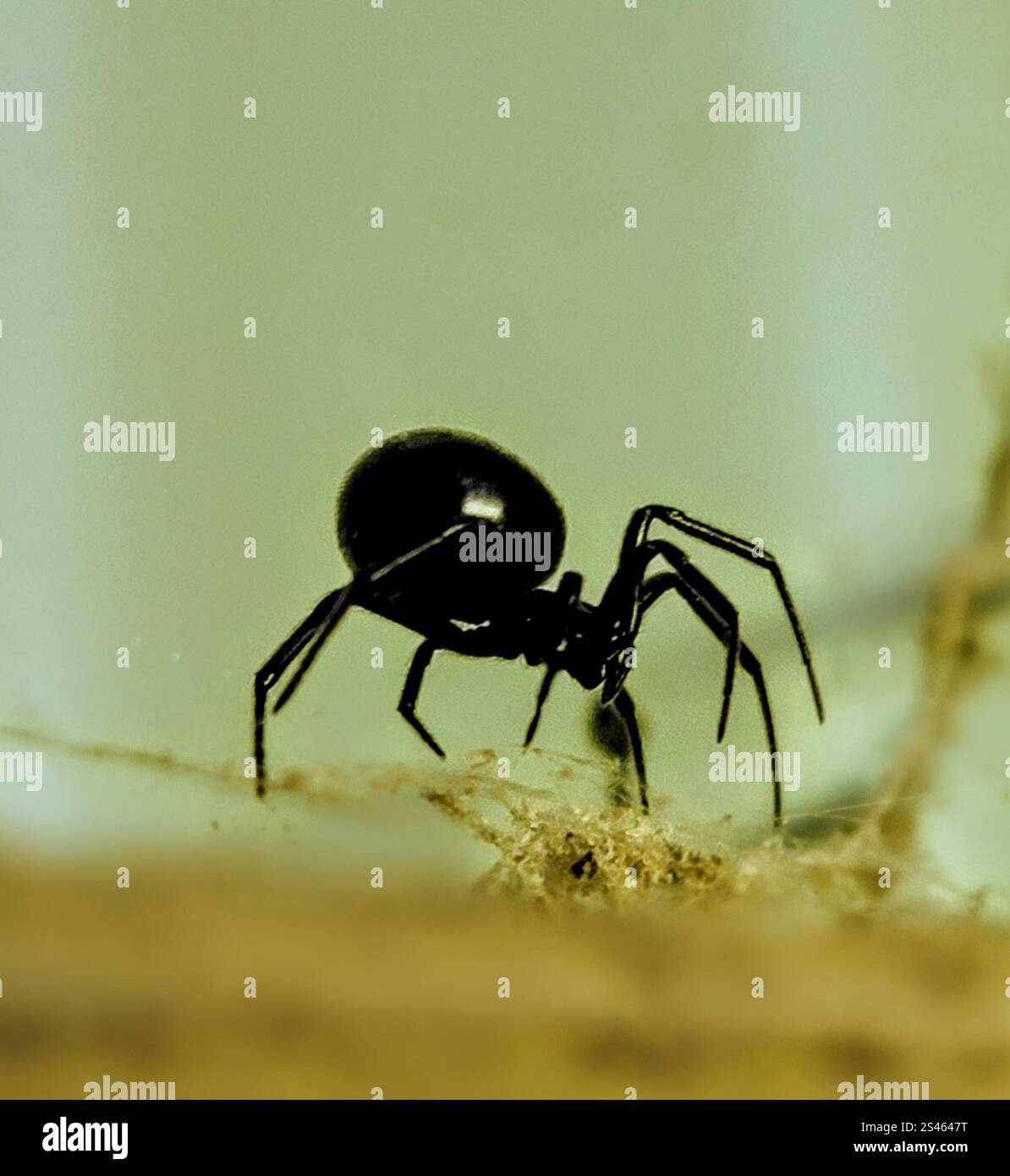 Black Cobweb Spider (Steatoda capensis Stock Photo - Alamy