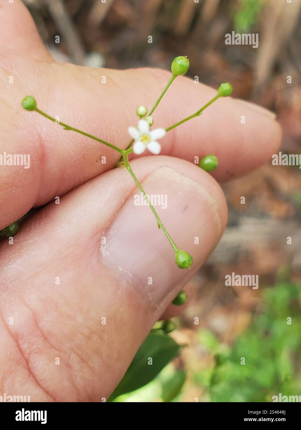 seaside brookweed (Samolus parviflorus Stock Photo - Alamy