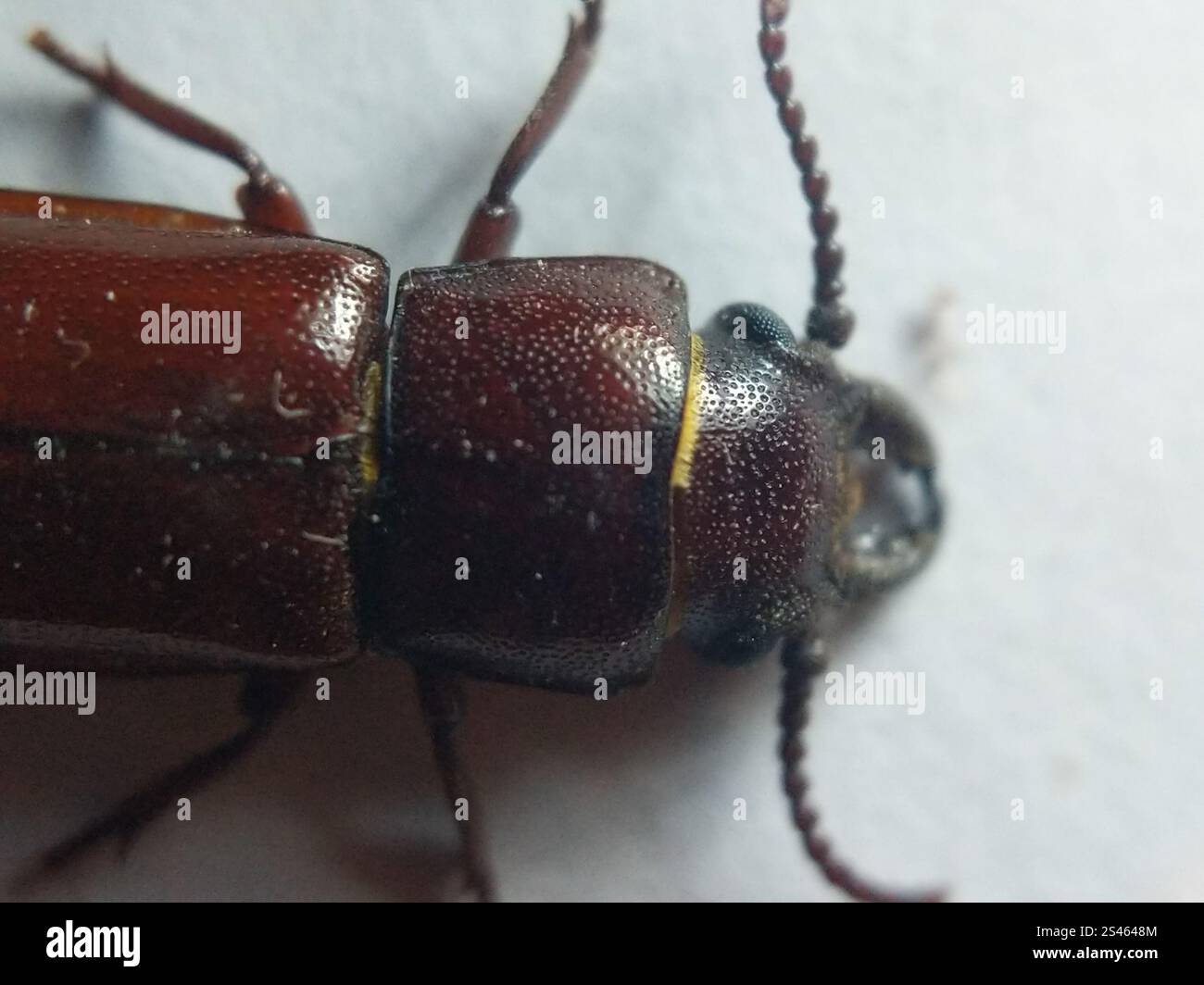 Pole Borer (Neandra brunnea Stock Photo - Alamy