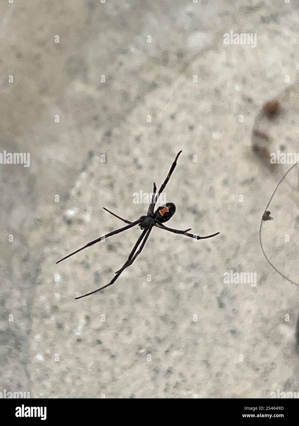 Western Black Widow (Latrodectus hesperus Stock Photo - Alamy