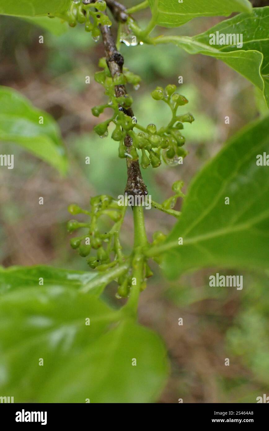 Rock Alder (Afrocanthium mundianum Stock Photo - Alamy
