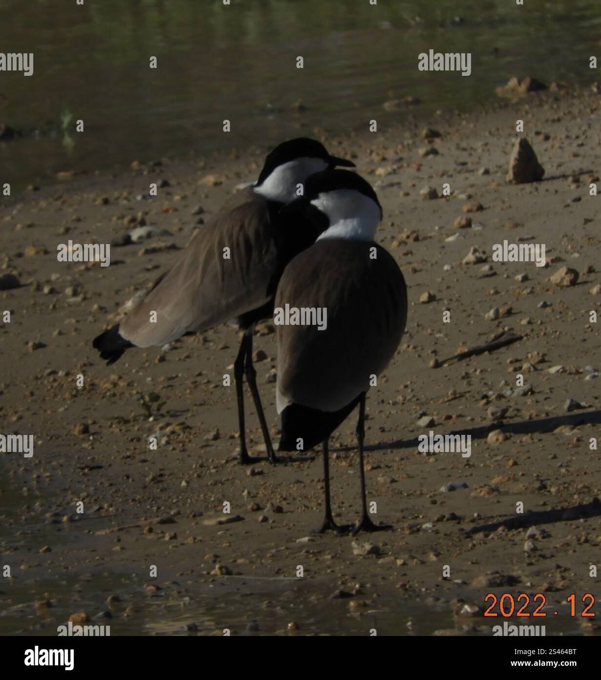 Spur-winged Lapwing (Vanellus spinosus Stock Photo - Alamy