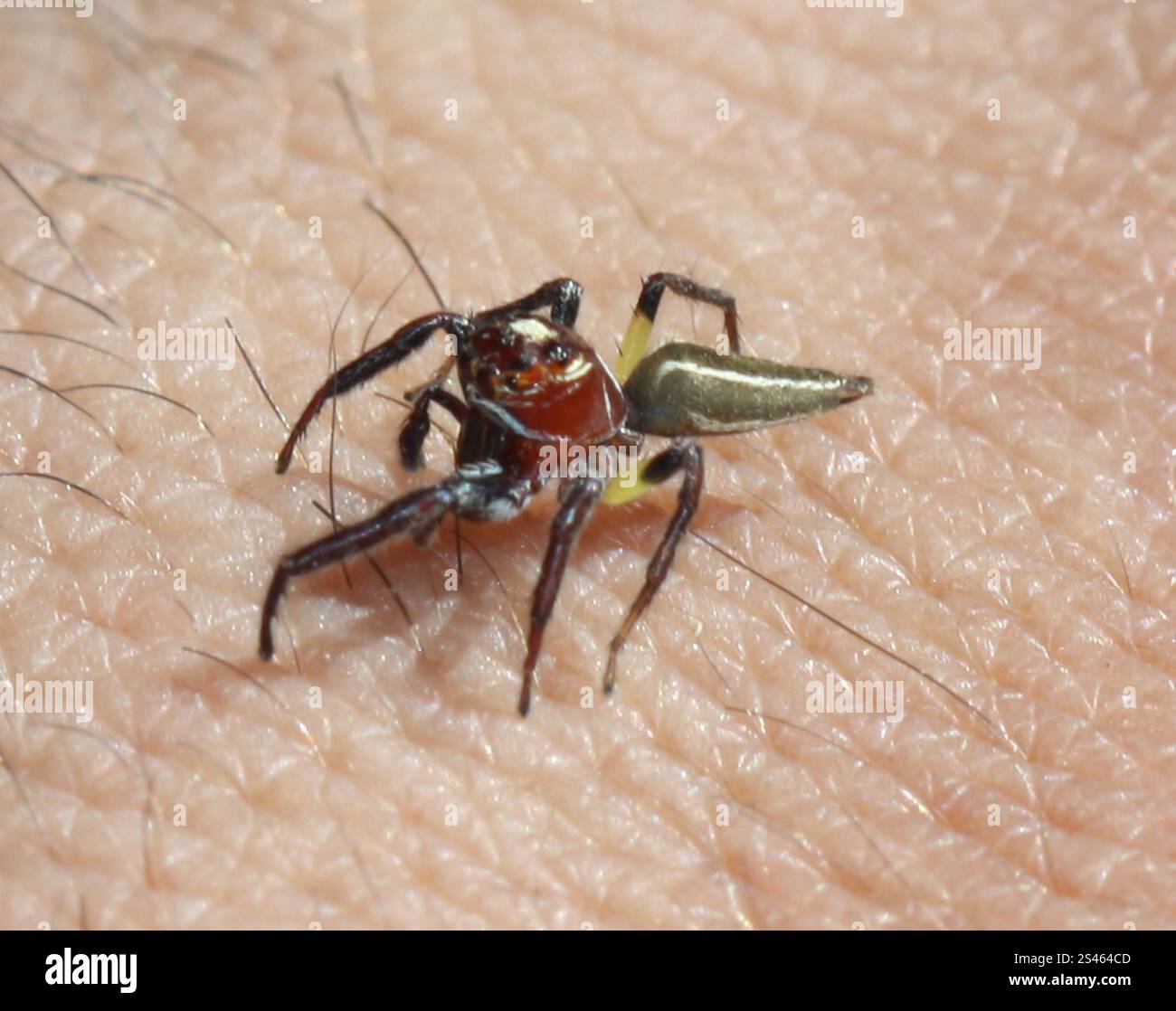Sylvan Jumping Spider (Colonus sylvanus Stock Photo - Alamy