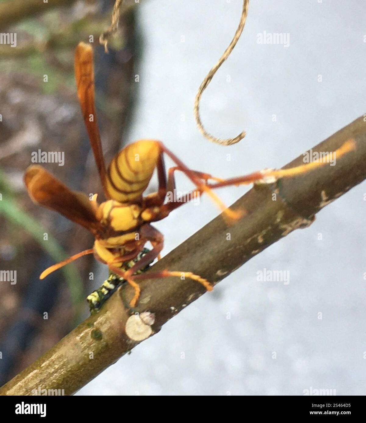 Horse Paper Wasp (Polistes major Stock Photo - Alamy