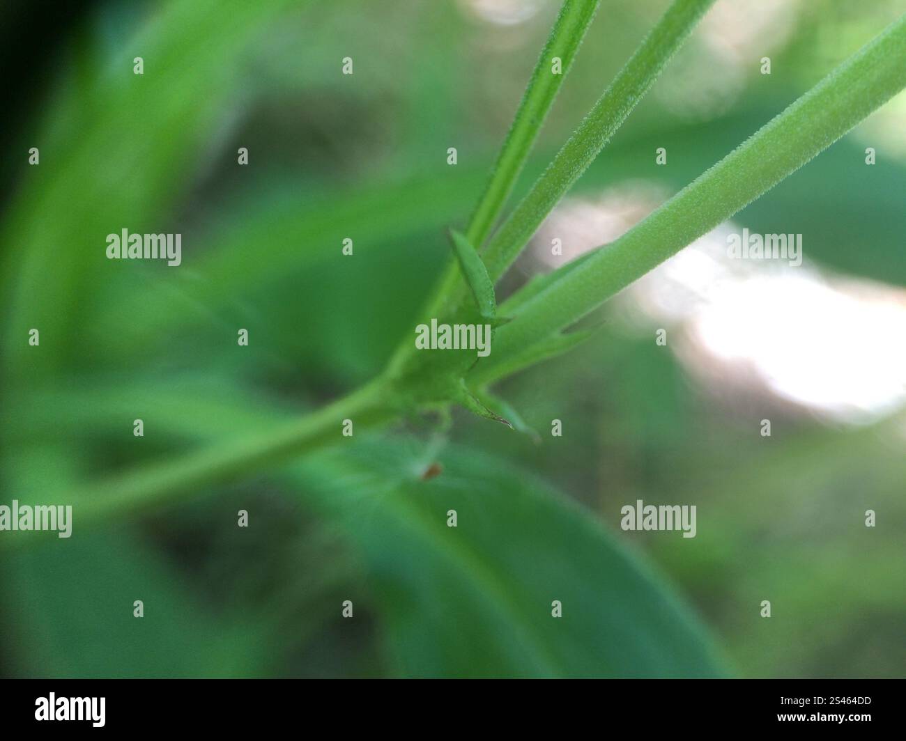hookedspur violet (Viola adunca Stock Photo - Alamy