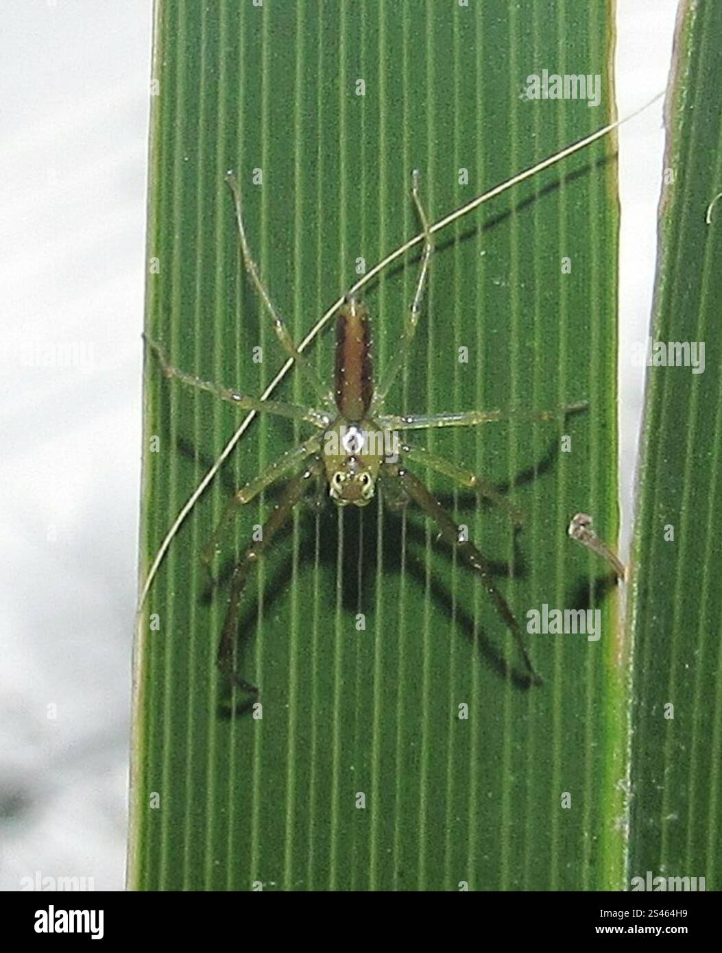 Translucent Green Jumping Spiders (Lyssomanes Stock Photo - Alamy