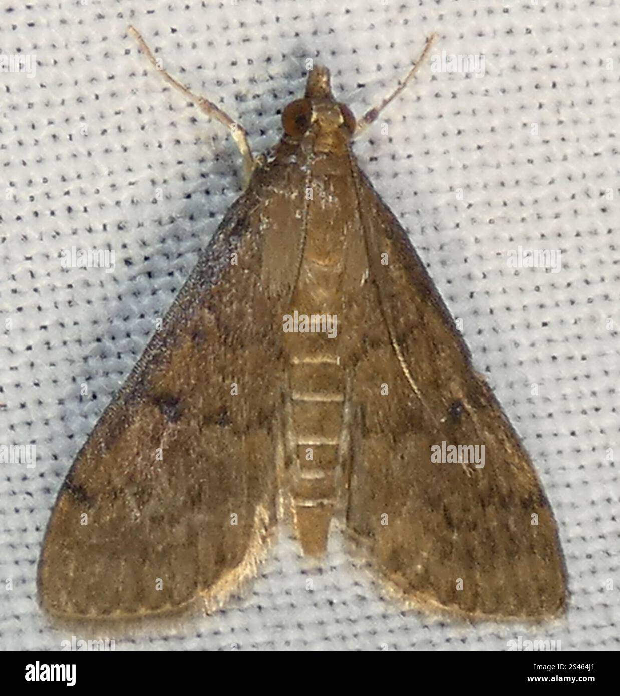 Dusky Herpetogramma Moth (Herpetogramma phaeopteralis Stock Photo - Alamy