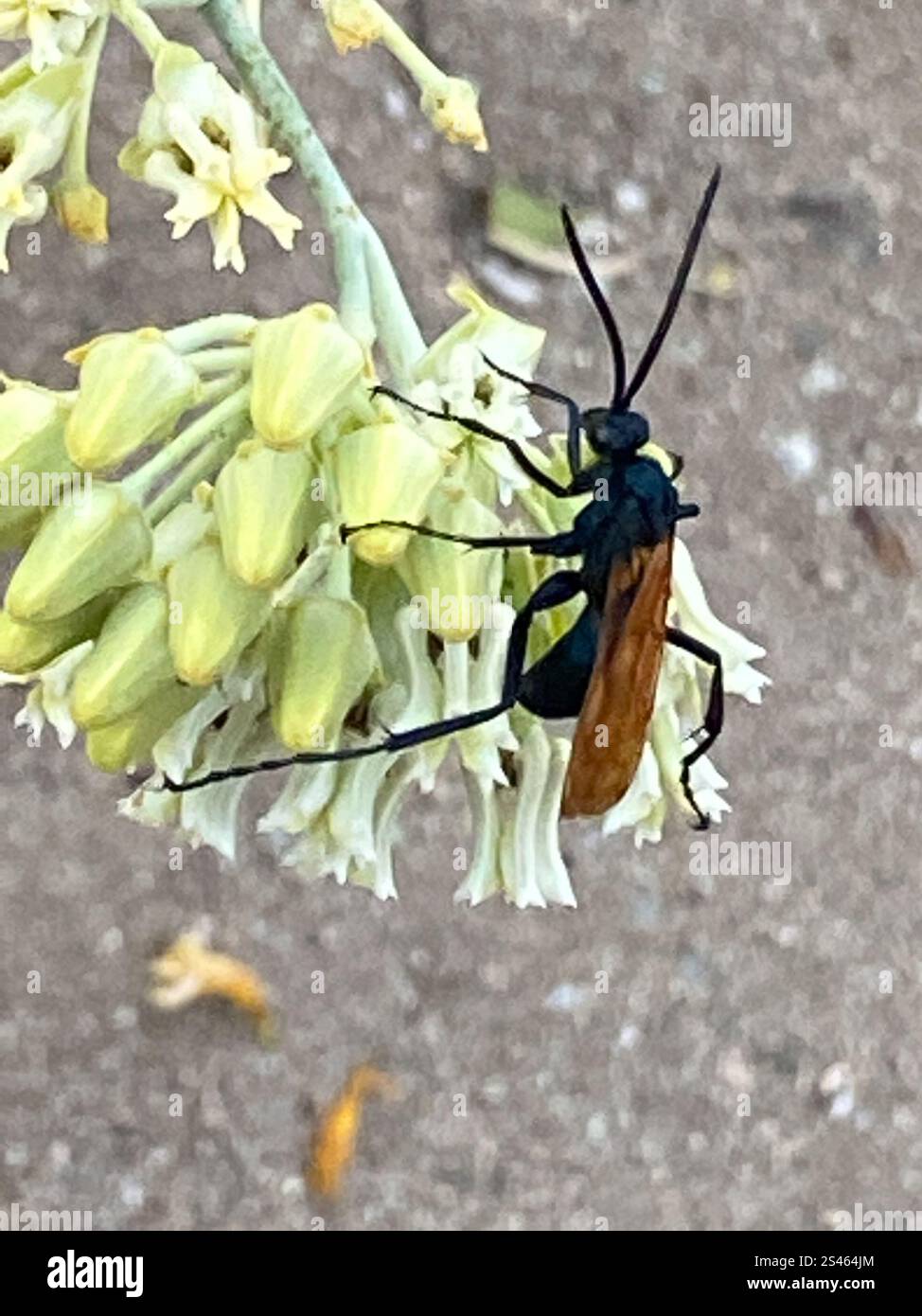 rush milkweed (Asclepias subulata Stock Photo - Alamy