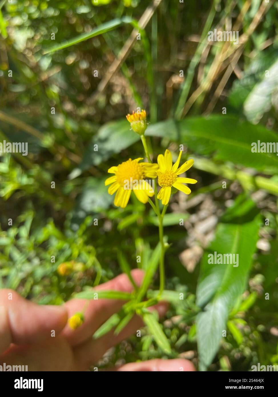 Madagascar Ragwort (Senecio madagascariensis Stock Photo - Alamy
