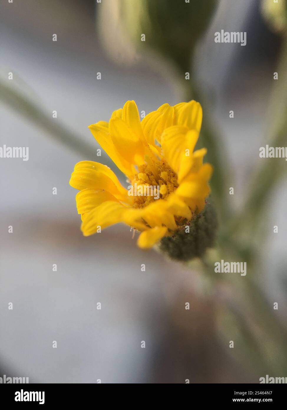 Telegraphweed (Heterotheca grandiflora Stock Photo - Alamy