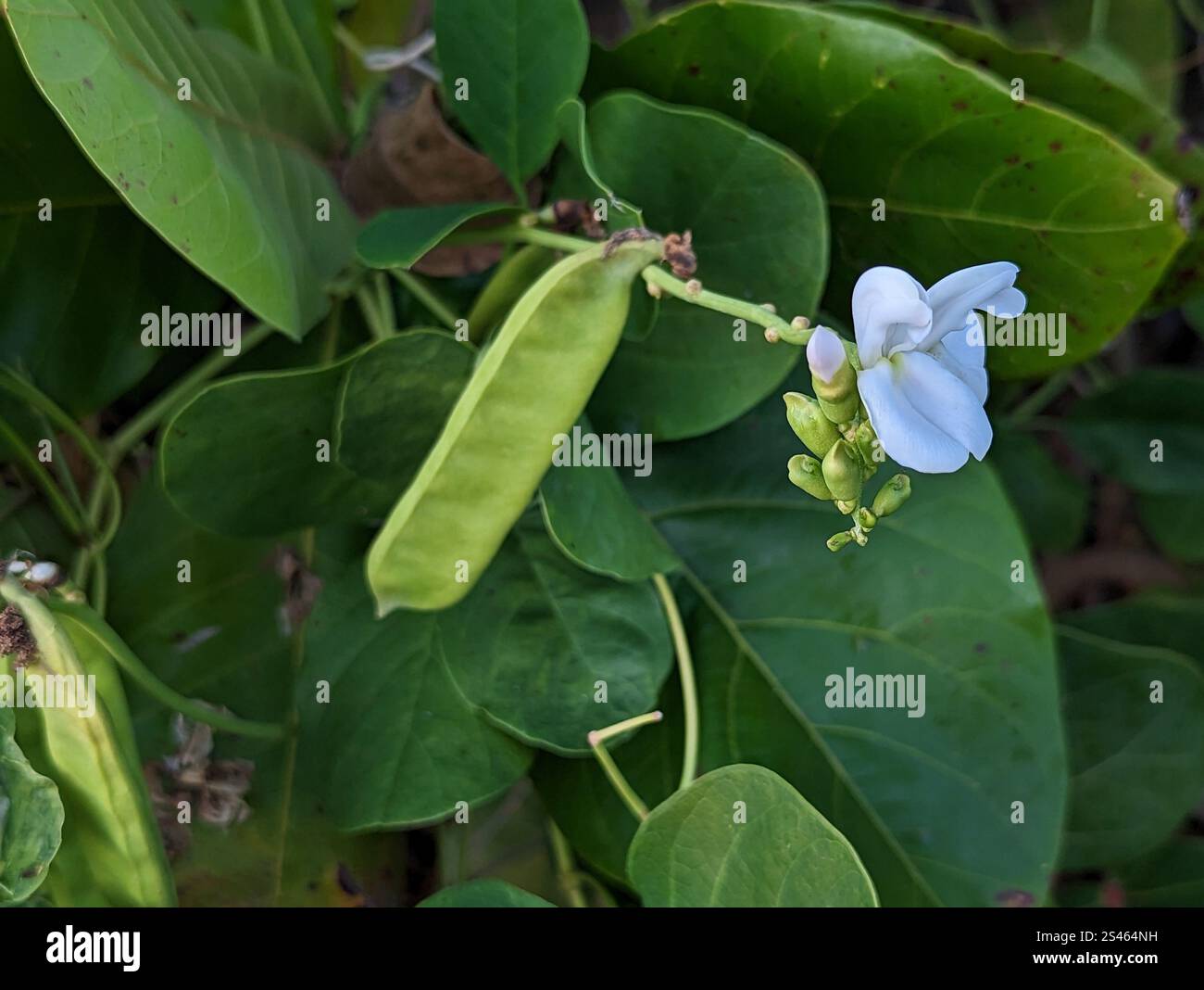 Beach Bean (Canavalia rosea Stock Photo - Alamy