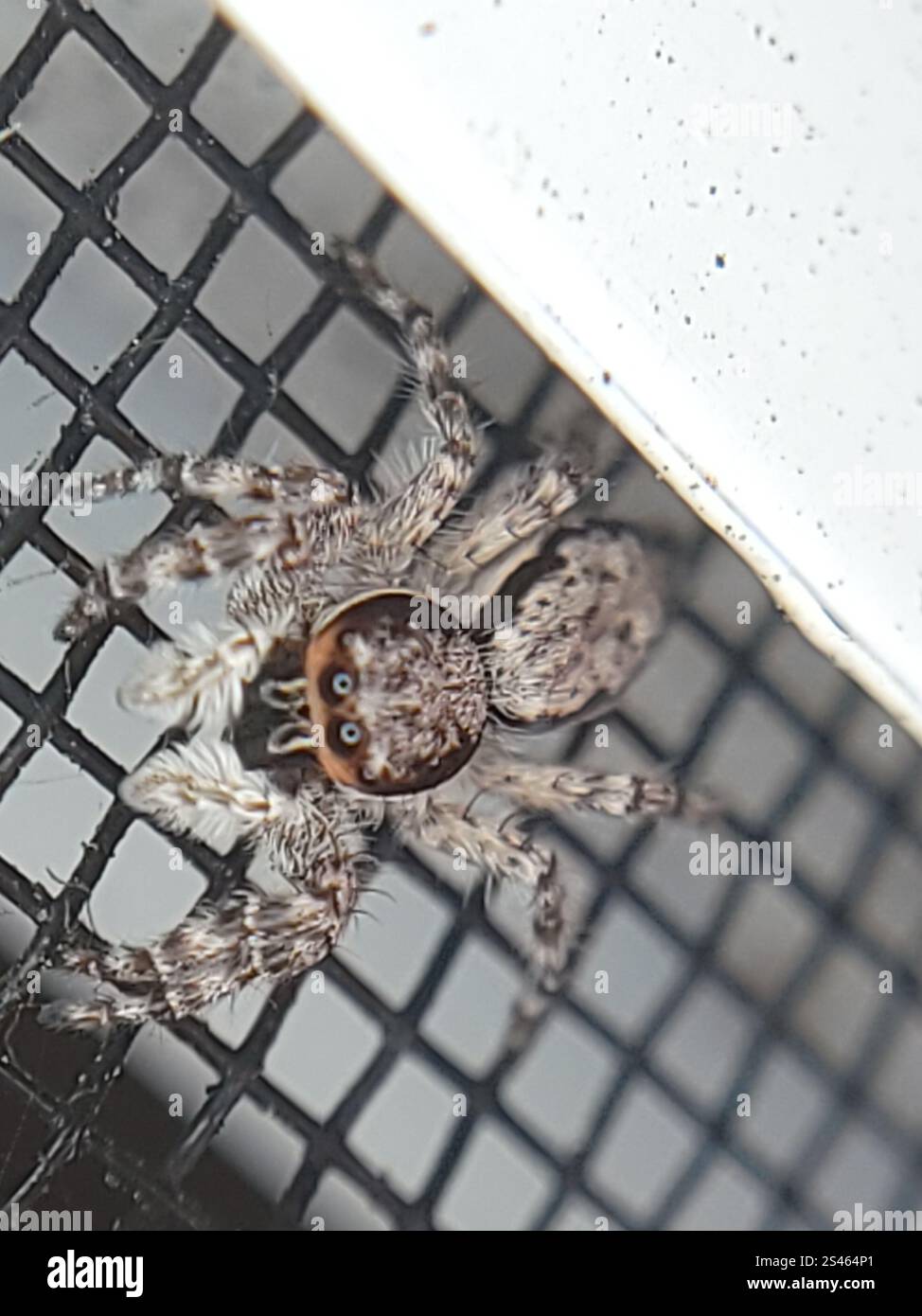 Gray Wall Jumping Spider (Menemerus bivittatus Stock Photo - Alamy