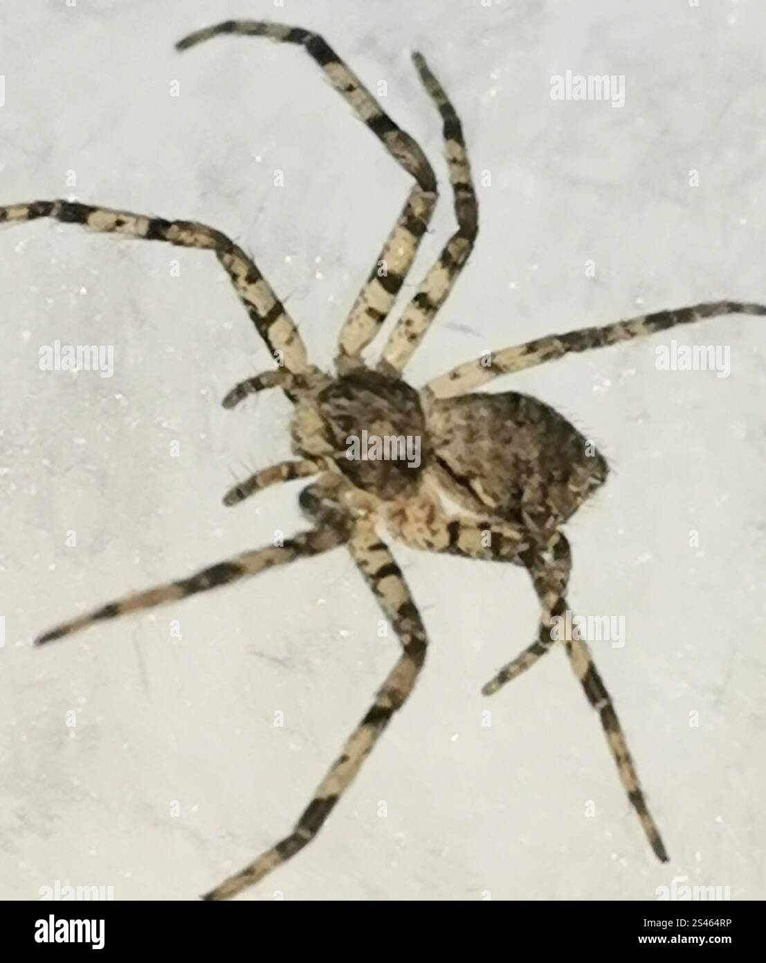 Lichen Running Spider (Philodromus margaritatus Stock Photo - Alamy