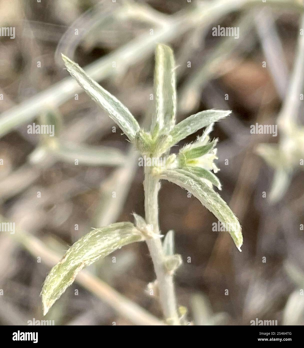 Lance-leaved Ditaxis (Argythamnia lanceolata Stock Photo - Alamy