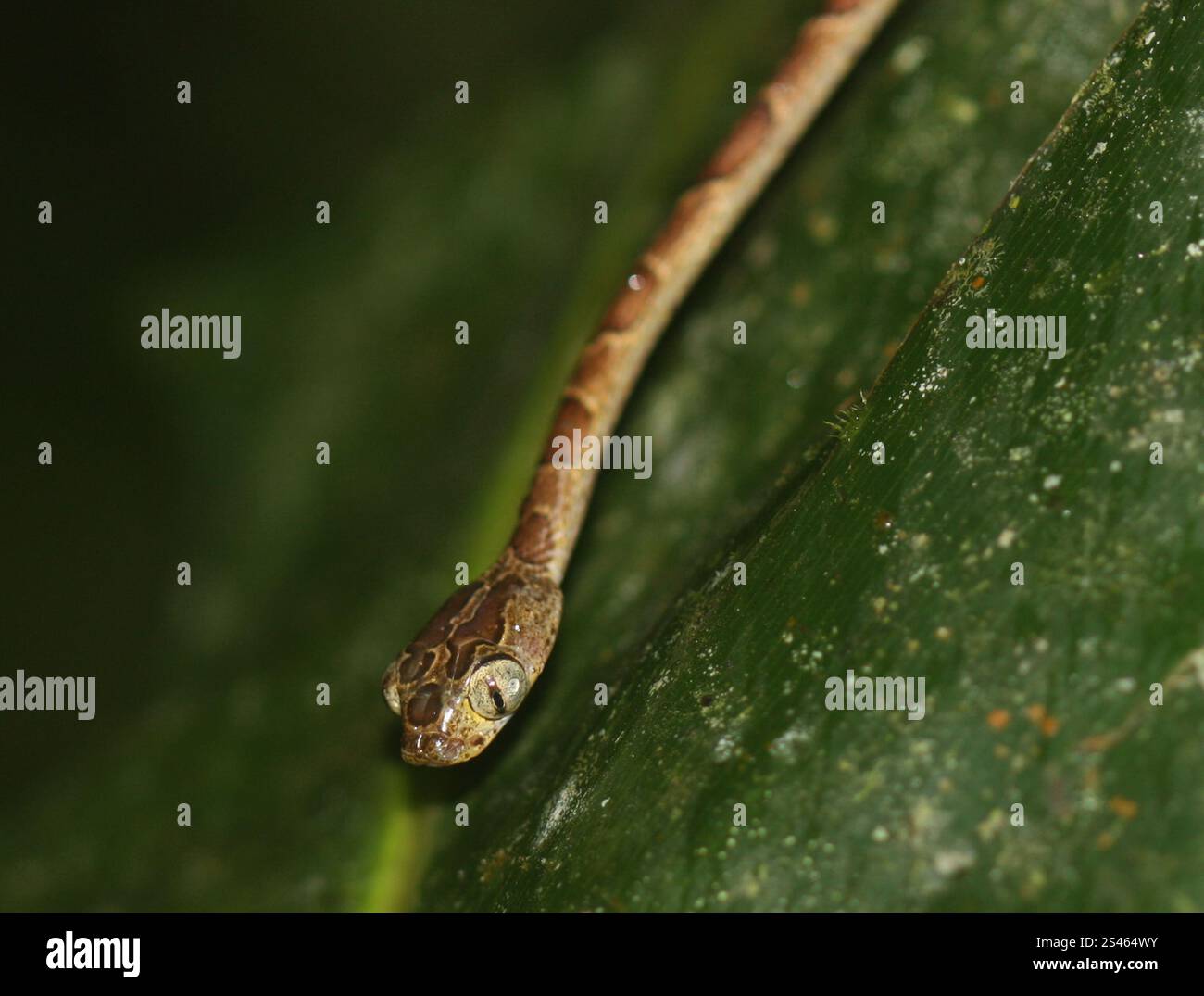 Common Blunt-headed Tree Snake (Imantodes cenchoa Stock Photo - Alamy