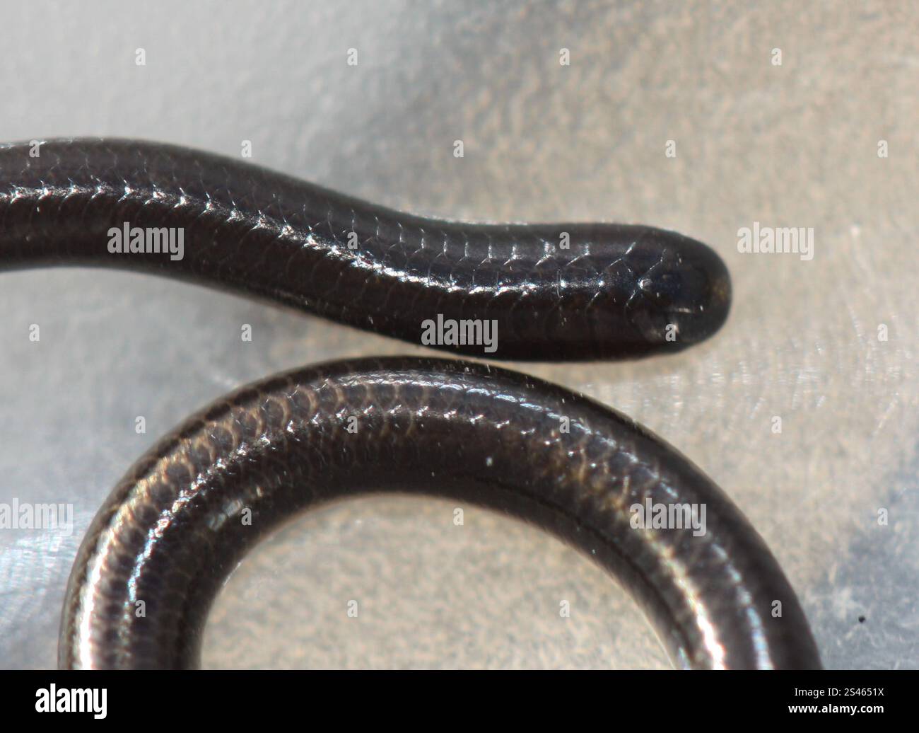 Taylor's Blind Snake (Epictia ater Stock Photo - Alamy