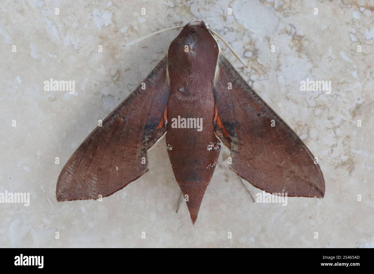 Coprosma Hawk Moth (Hippotion scrofa Stock Photo - Alamy
