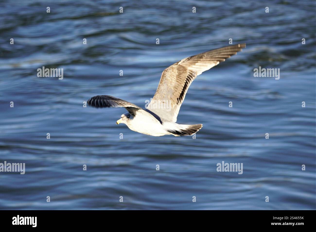 California Gull (Larus californicus Stock Photo - Alamy