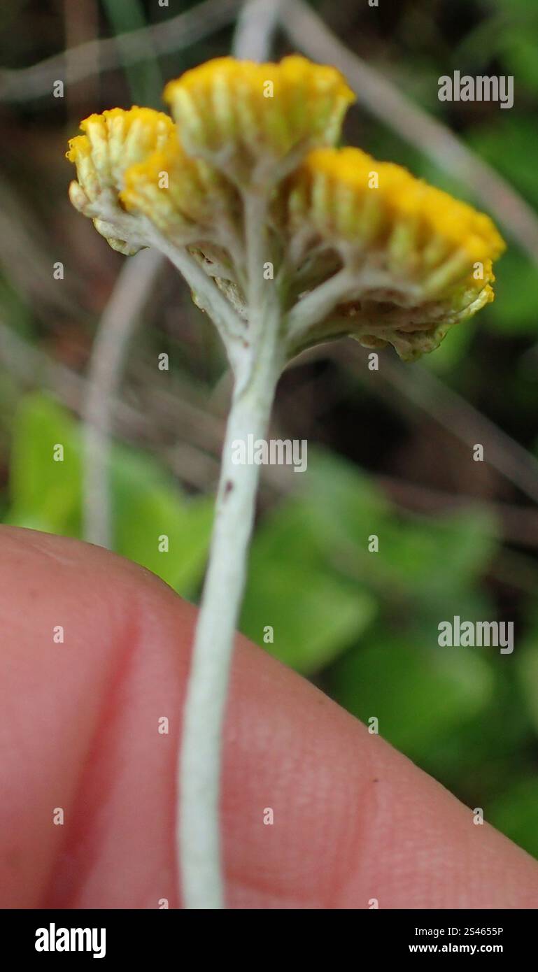 Kooigoed Everlasting (Helichrysum odoratissimum Stock Photo - Alamy