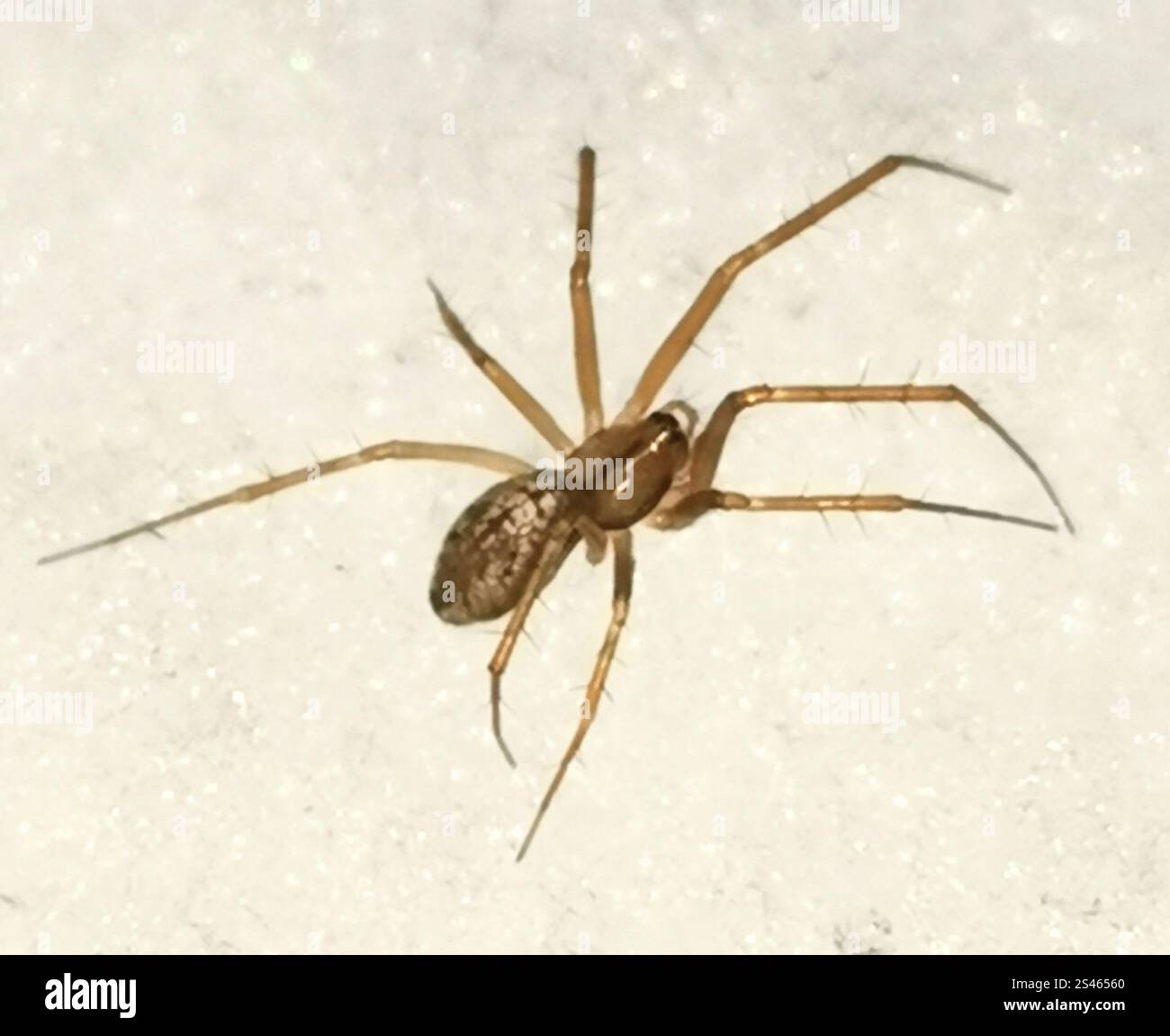 Horse-Head Spider (Stemonyphantes lineatus Stock Photo - Alamy