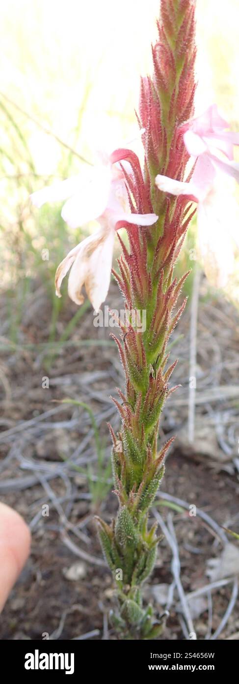 Elegant Witchweed (Striga elegans Stock Photo - Alamy