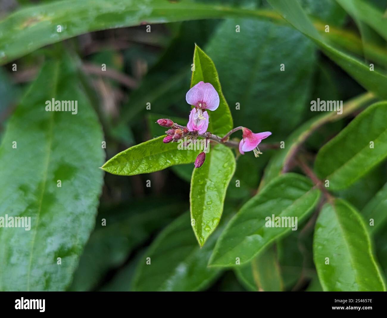 creeping beggarweed (Desmodium incanum Stock Photo - Alamy
