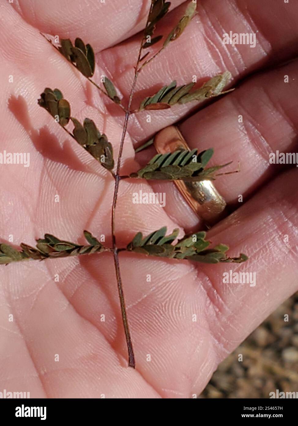 prairie acacia (Acaciella angustissima Stock Photo - Alamy