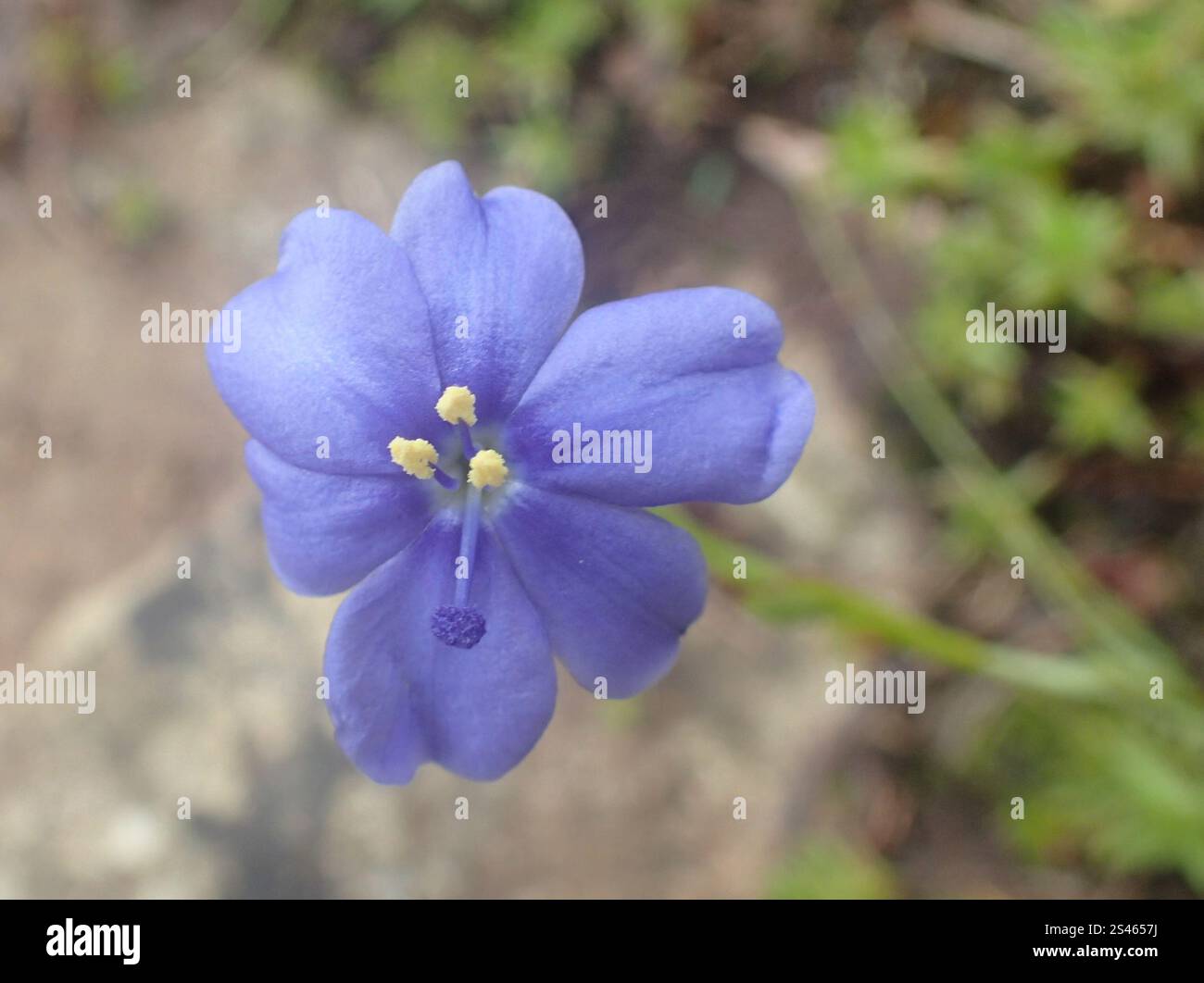 Khahla Capeblue (Aristea torulosa Stock Photo - Alamy