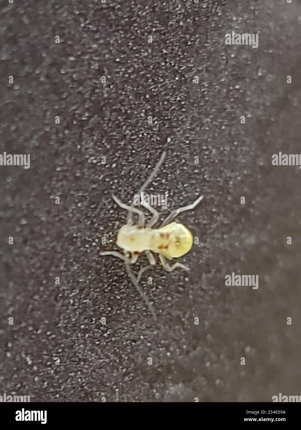 Barklice, Booklice, and Parasitic Lice (Psocodea Stock Photo - Alamy