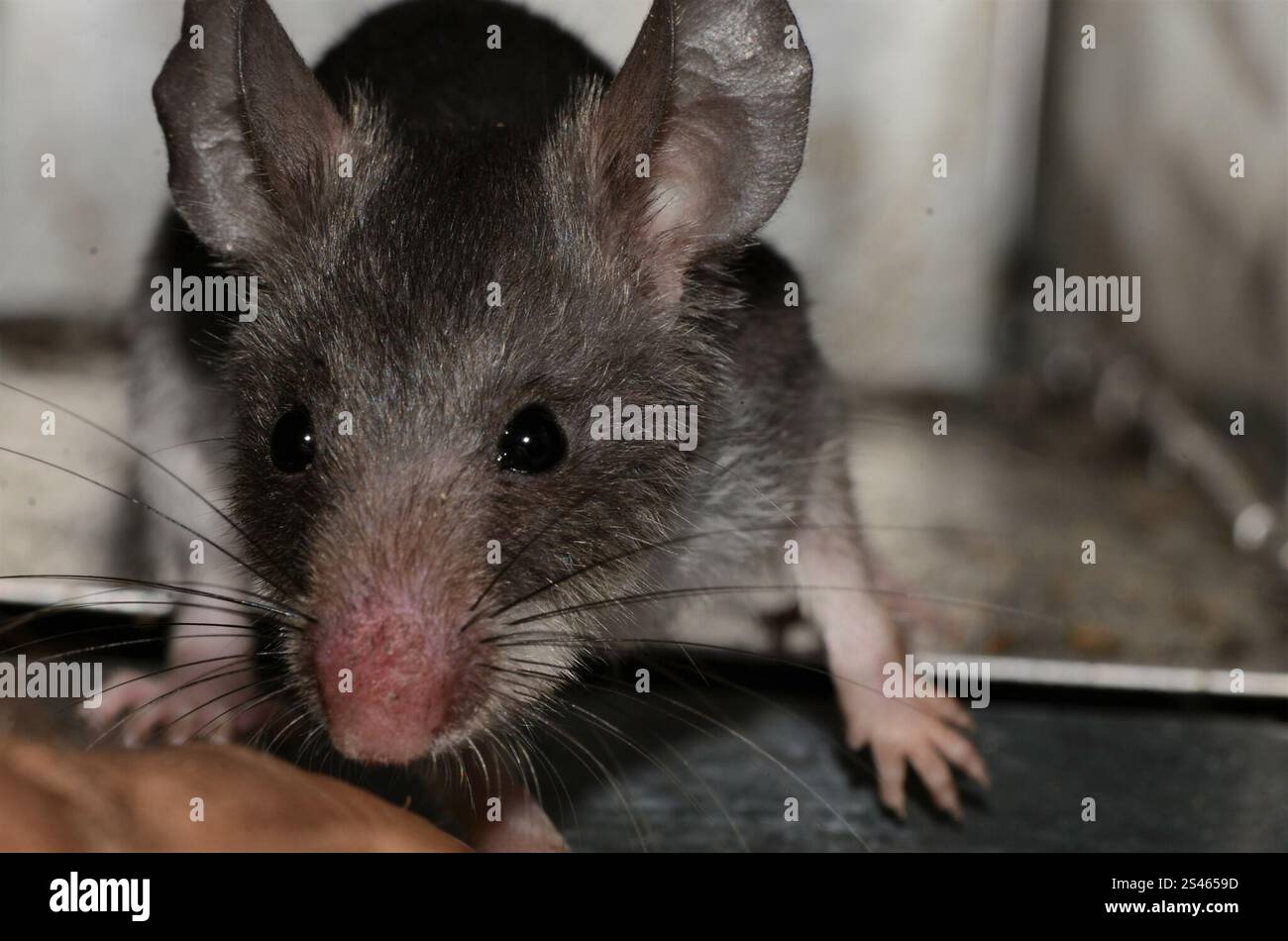 Long-tailed Pouched Rat (Beamys hindei Stock Photo - Alamy