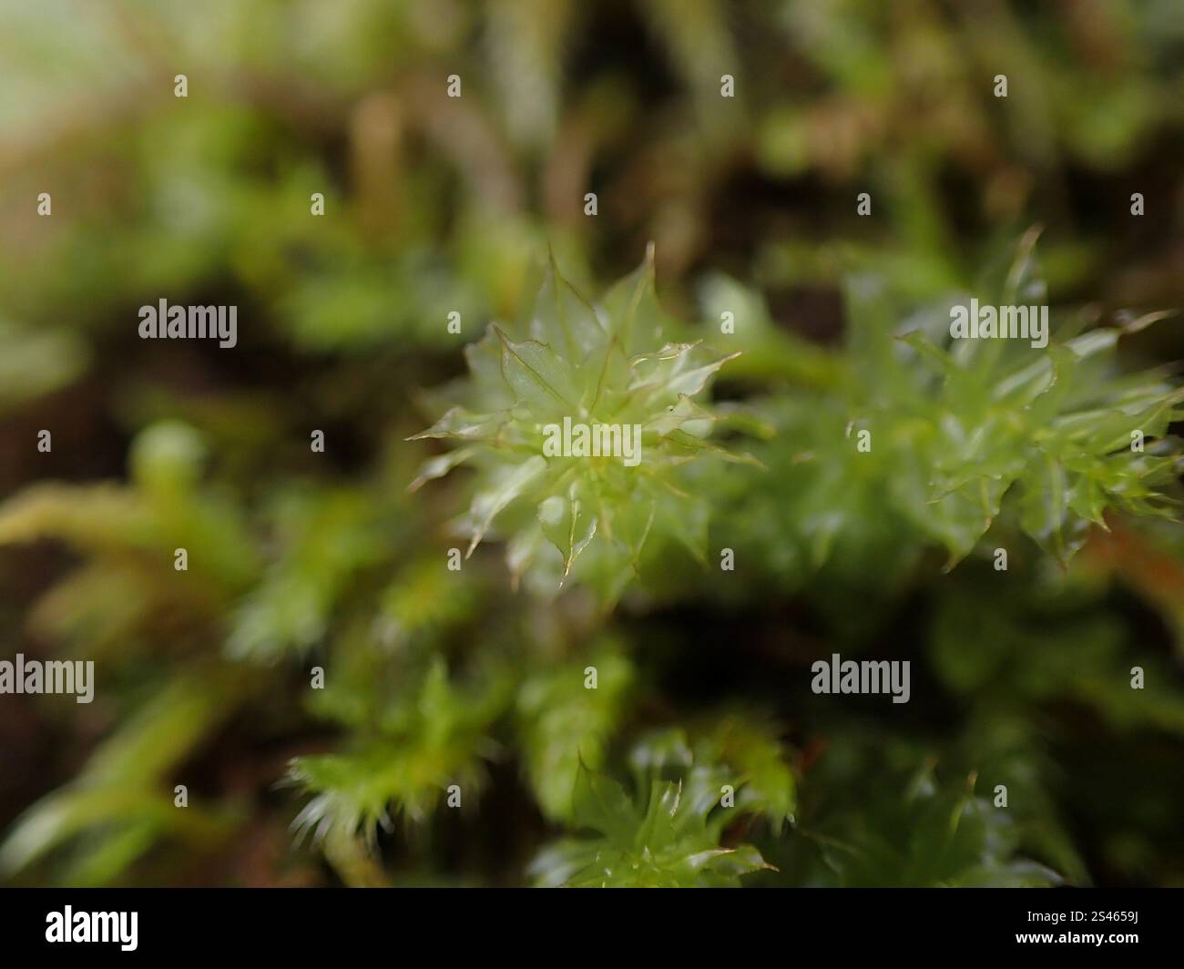 magnificent leafy moss (Plagiomnium venustum Stock Photo - Alamy
