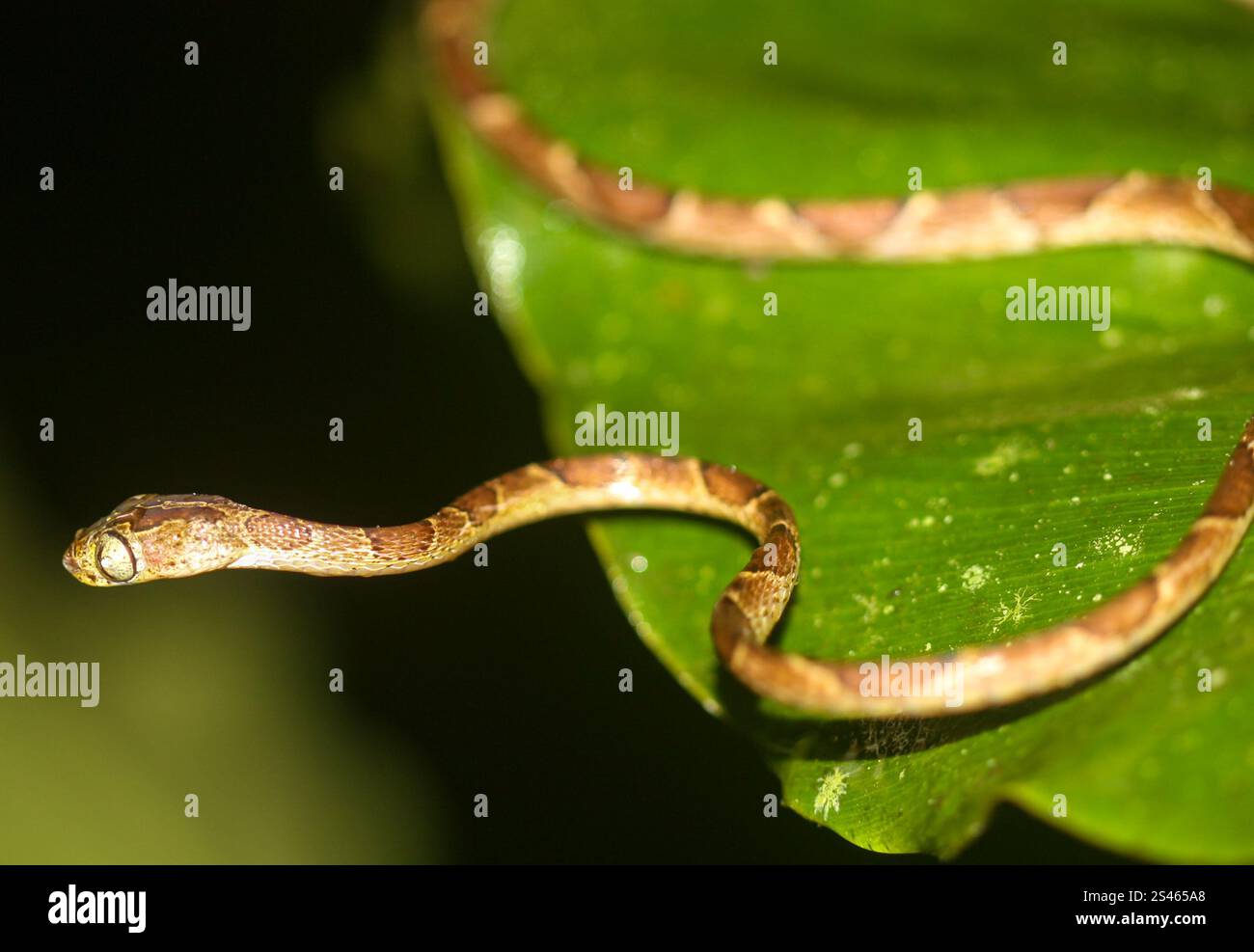 Common Blunt-headed Tree Snake (Imantodes cenchoa Stock Photo - Alamy