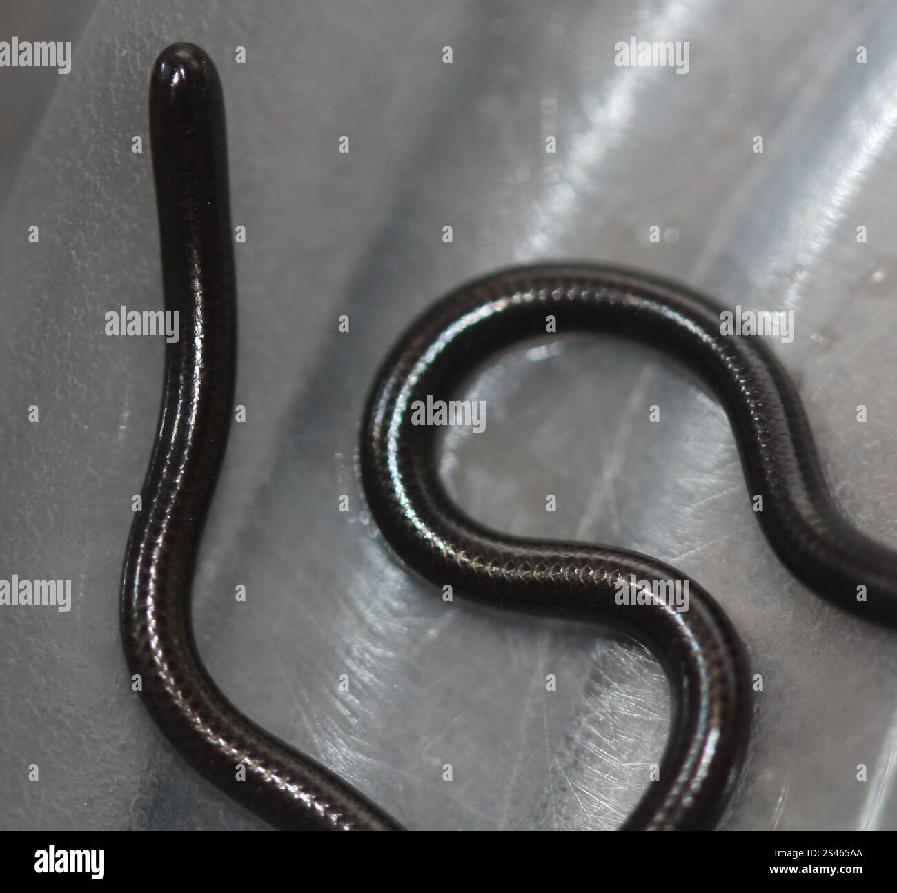 Taylor's Blind Snake (Epictia ater Stock Photo - Alamy