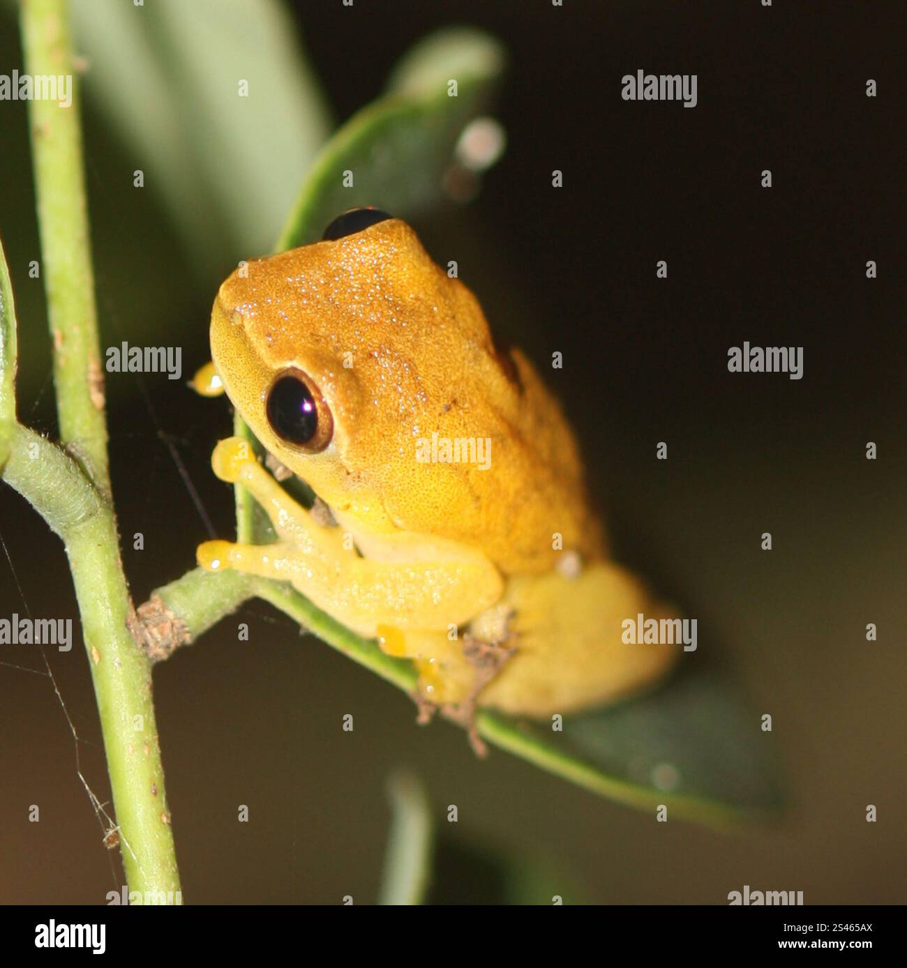 Yellow Tree Frog (Dendropsophus microcephalus Stock Photo - Alamy