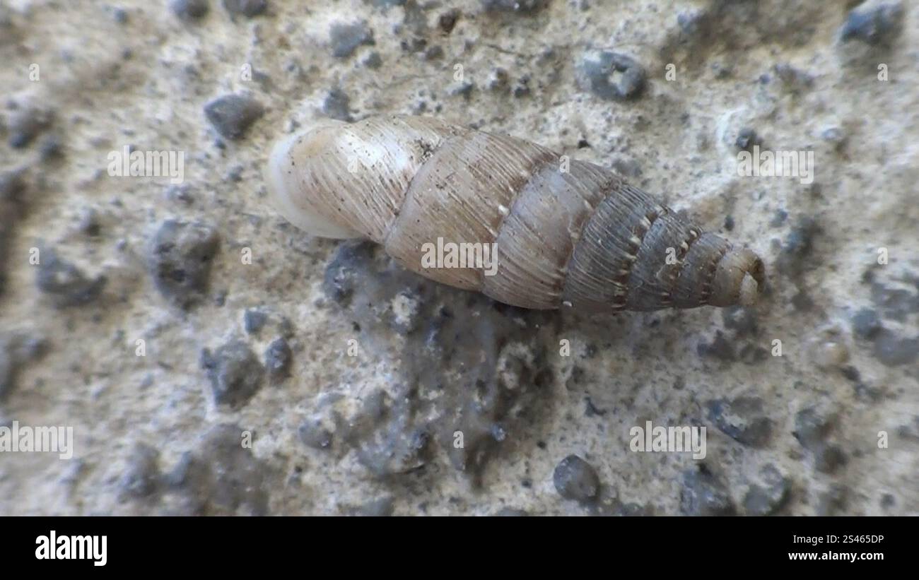 Cliveden Snail (Papillifera papillaris Stock Photo - Alamy