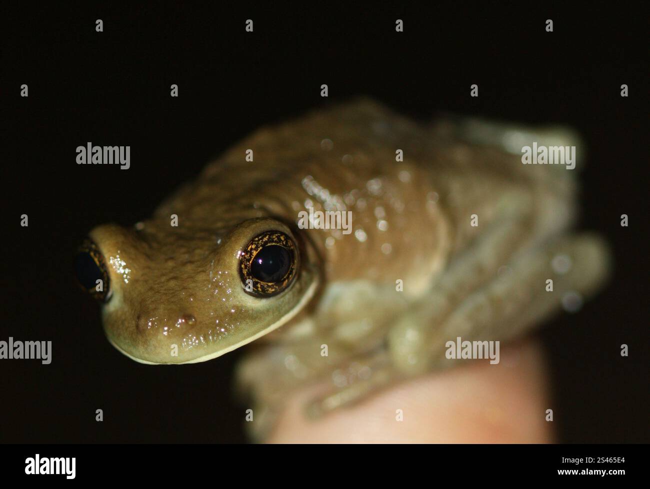 Vermiculated Tree Frog (Trachycephalus vermiculatus Stock Photo - Alamy