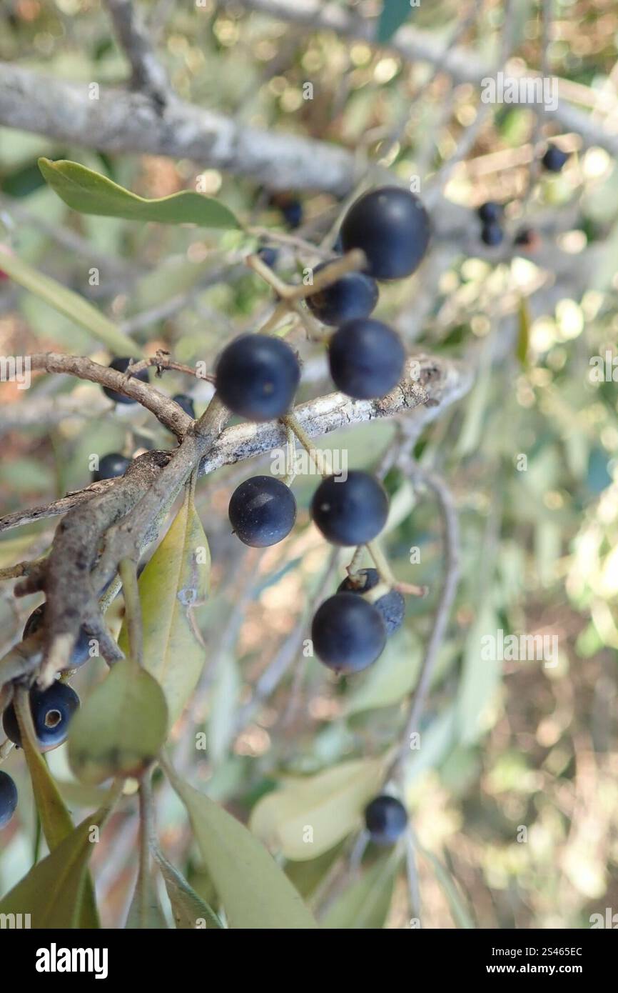 African Olive (Olea europaea africana Stock Photo - Alamy