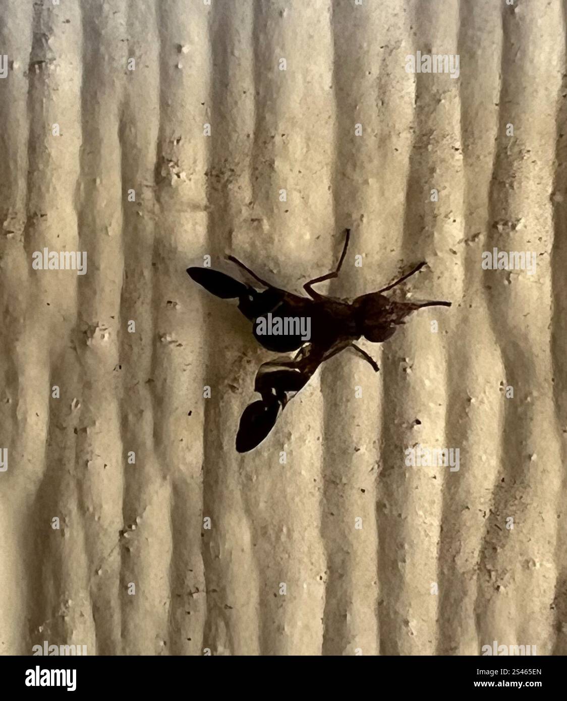 Common Picture-winged Fly (Delphinia picta Stock Photo - Alamy