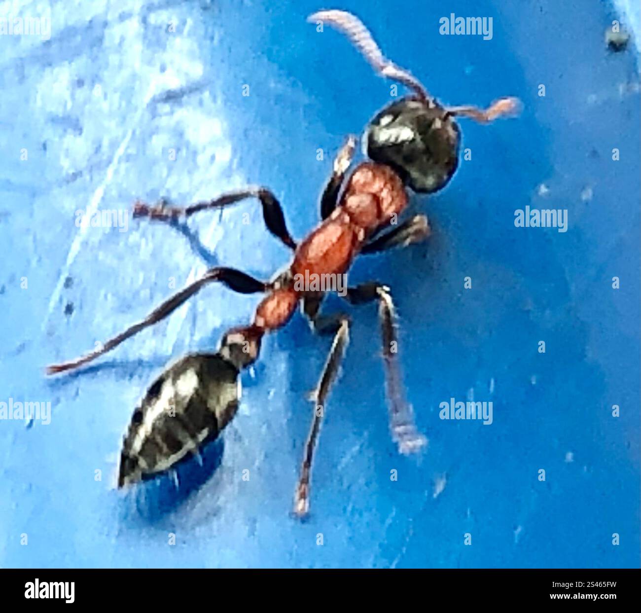 Arboreal Bicolored Slender Ant (Tetraponera rufonigra Stock Photo - Alamy