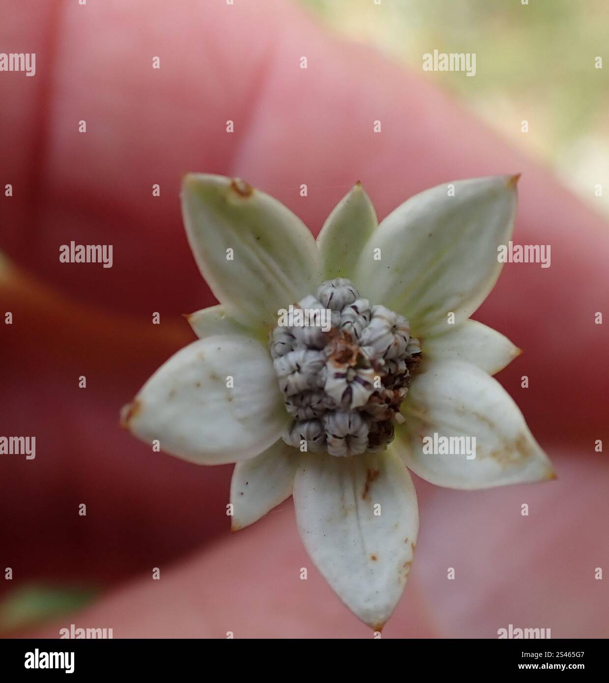 Fivefive Ministar (Alepidea peduncularis Stock Photo - Alamy